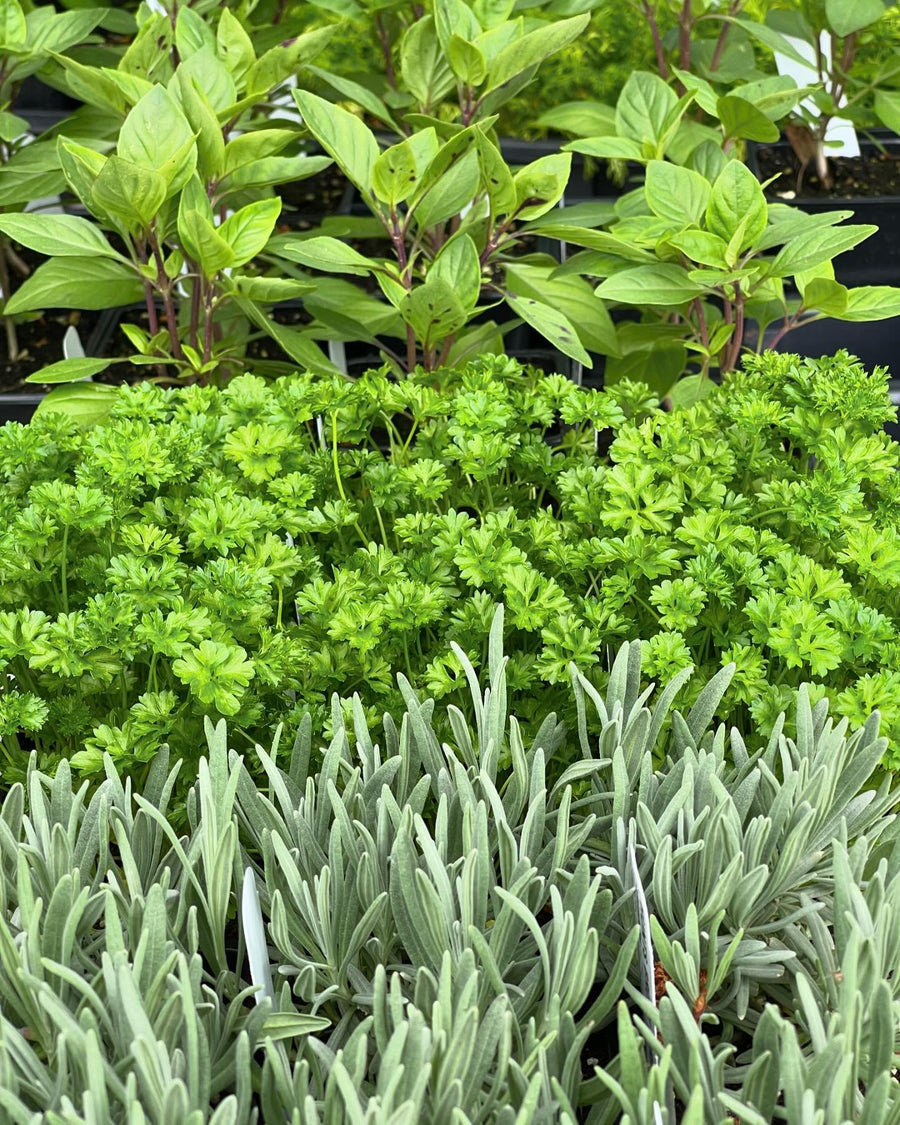 Wildcraft Herb Shoppe